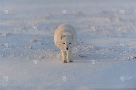 北极狐 Vulpes Lagopus 在王尔德苔原在日落时间。金色的小时。