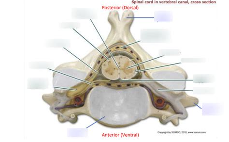 A P Lab Spinal Cord Model Diagram Quizlet