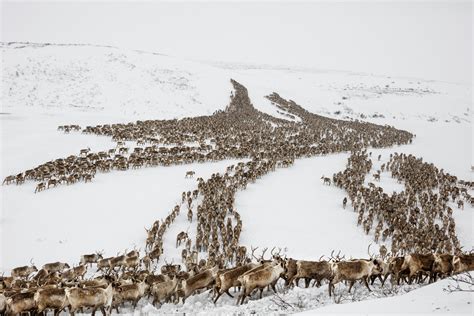 The Epic Journey Of Canadas Last And Only Reindeer National Geographic