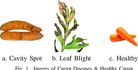 Figure 1 From Carrot Cure A Cnn Based Application To Detect Carrot