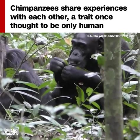 Wild Chimpanzees Have Been Observed Sharing An Object With One Another
