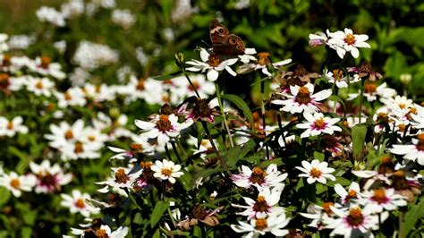 Insectdetection Object Detection Dataset By Practice