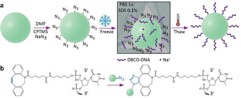 Figure 1 From Universal Click Chemistry Approach For The Dna Functionalization Of Nanoparticles
