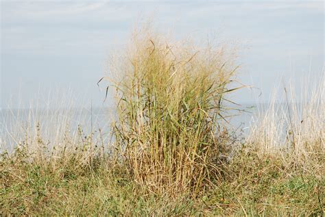 Panicum Virgatum Switchgrass Eci