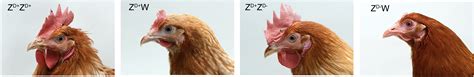 Primary Sex Determination In Chickens Depends On DMRT1 Dosage But Gonadal Sex Does Not
