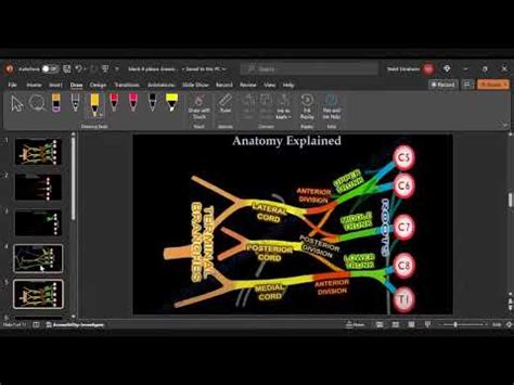 Brachial Plexus Anatomy Anatomy Explained Video MEDtube Net