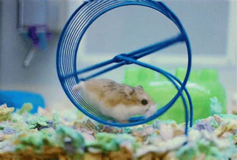 Hamster Meme S Download And Share