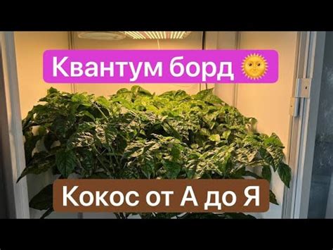 Выращивание на кокосе. Кокосовый субстрат от А до Я. Простым языком ...