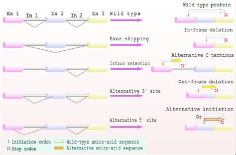Types Of Alternative Splicing And Spliced Isoforms Download