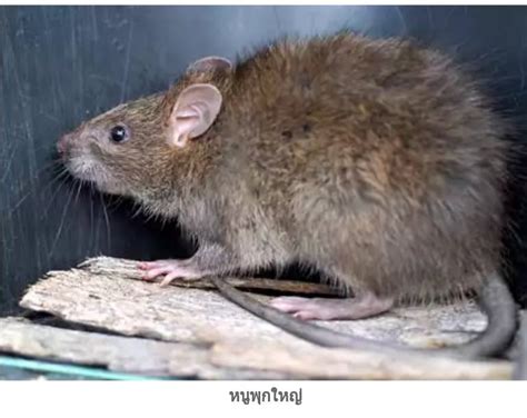 หนูพุกกับหนูแผงต่างกันอย่างไรมาด หนูนาหนูพุกหนูแผงกรุงเทพ