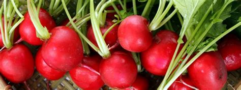 How To Grow Different Types Of Beetroot LetsFixIt