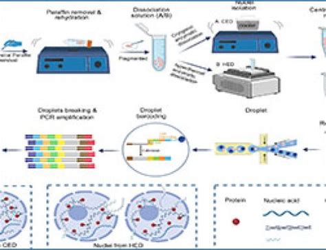 New Machine Learning Tool Enhances Cancer Detection In Single Cell Rna Sequencing Rna Seq Blog