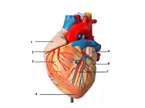 B153 Lab 2 Diag Heart Anatomy Superficial Diagram Quizlet