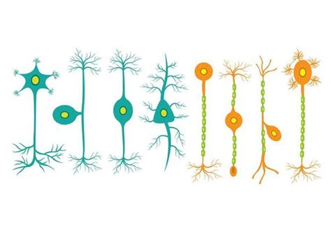 Neuron Vector Art Icons And Graphics For Free Download