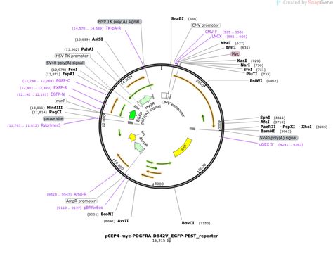 Addgene Pcep4 Myc Pdgfra D842vegfp Pestreporter