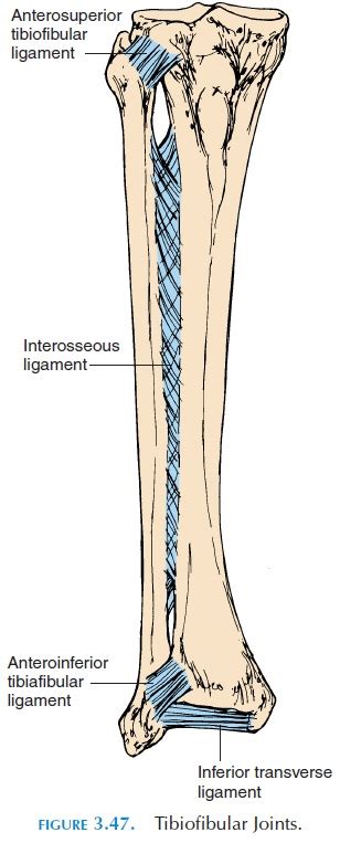 Tibiofibular Joint Proximal And Distal