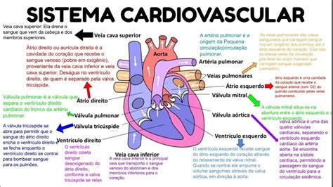 Mapas Mentais Sobre Sistema Cardiovascular Artofit