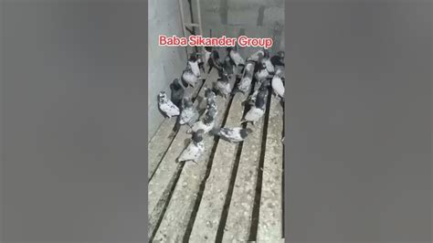 Ustad Baba Sikander Party 🤗🤗🤗🤗 Youtube