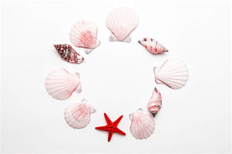 흰색 배경에 살아있는 산호 색 바다 조개와 불가사리가있는 여름 휴가 포스터 복사 공간 탑 뷰 여행 또는 휴가 개념 플랫 레이