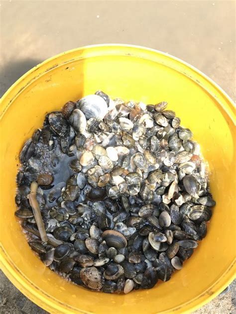立秋了鮁魚圈的小夥伴趁著北風去趕海吧仙人島老漁民的趕海心得 每日頭條