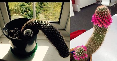 Super Whisper Collection Every Year My Flaccid Cactus Erects Itself