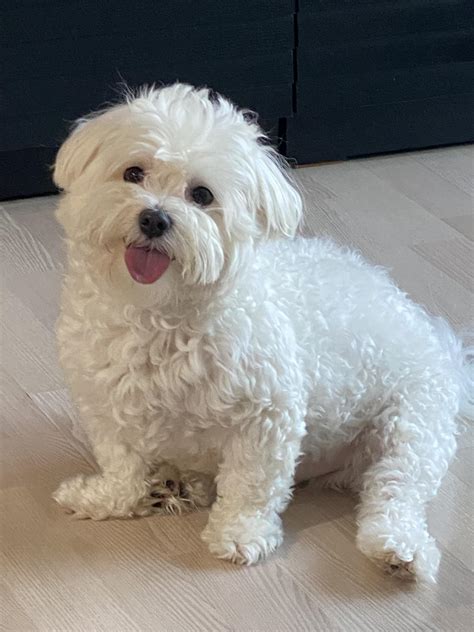 말티숑 구름 강아지 책임분양 강아지•고양이입양 강아지보호소 고양이보호소 무료분양 아이조아보호소