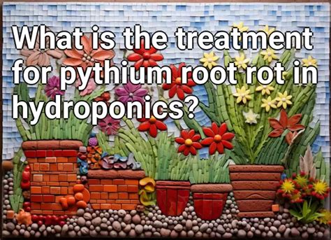 What Is The Treatment For Pythium Root Rot In Hydroponics Gardening