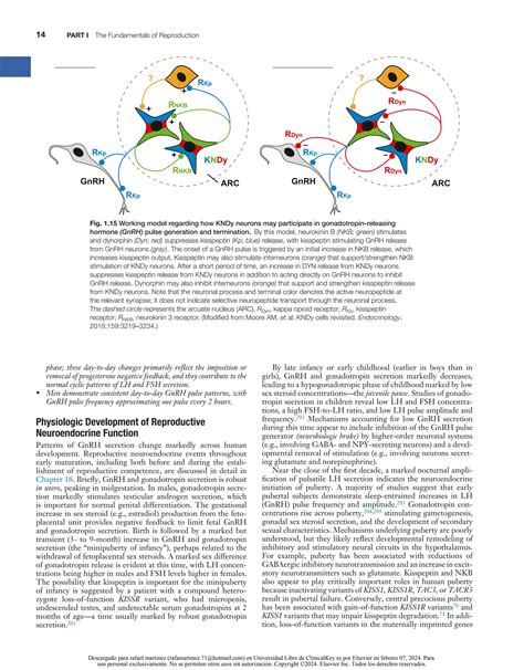 Neuroendocrinologia De La Reproduccion 2024pdf Infertility
