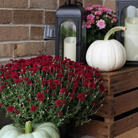 How To Care For Mums And Keep Them Looking Great