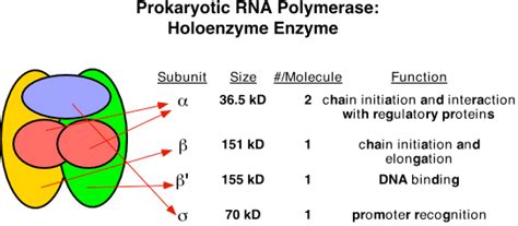 Prokaryotic Transcription Initiation Sigma Factor