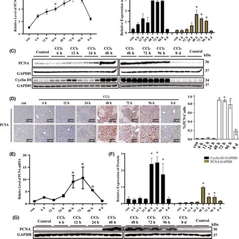 Expression Of Proliferation‐associated Genes In Ccl4‐induced Acute Download Scientific Diagram