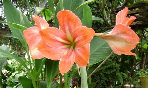 Bật Mí Hoa Lan Huệ Là Gì Nguồn Gốc Đặc Điểm Và Ý Nghĩa