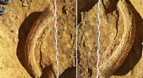 Un Incisiv De 12 Metri Al Unui Mamut Lânos Contemporan Cu Primii