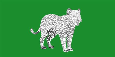 Leopard Cub Cat 3d Model By Nyilonelycompany