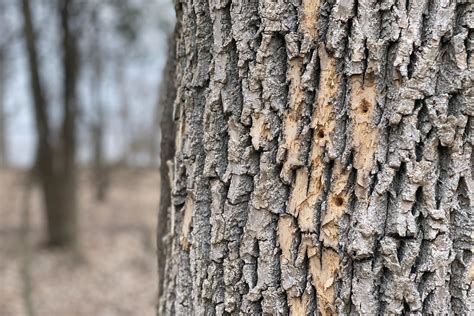 Signs Your Tree Is Dying The Family Handyman