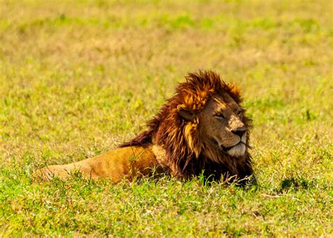 Best Image The King Facebook