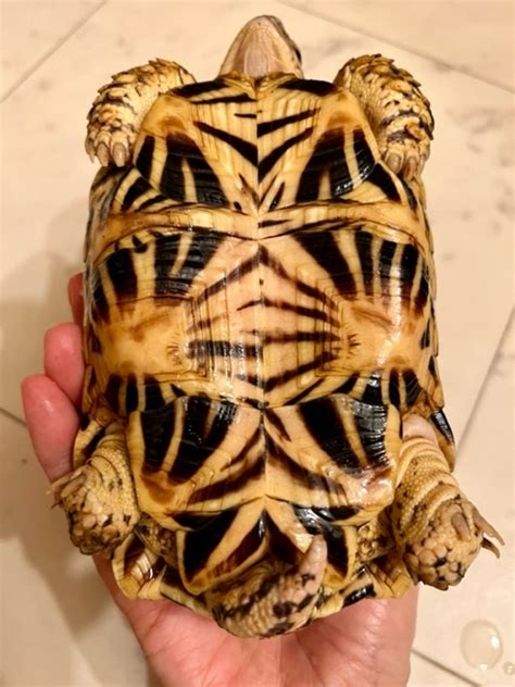 インドホシガメ 販売 大阪 エキゾチックサプライ