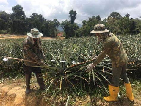 agriculture sector contributes rm17 21b to johor s gdp in 2023 — mohd uzir