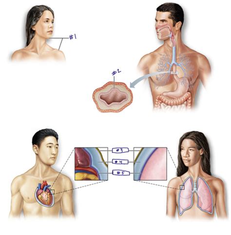 Chapter Figure Labeling Flashcards Quizlet