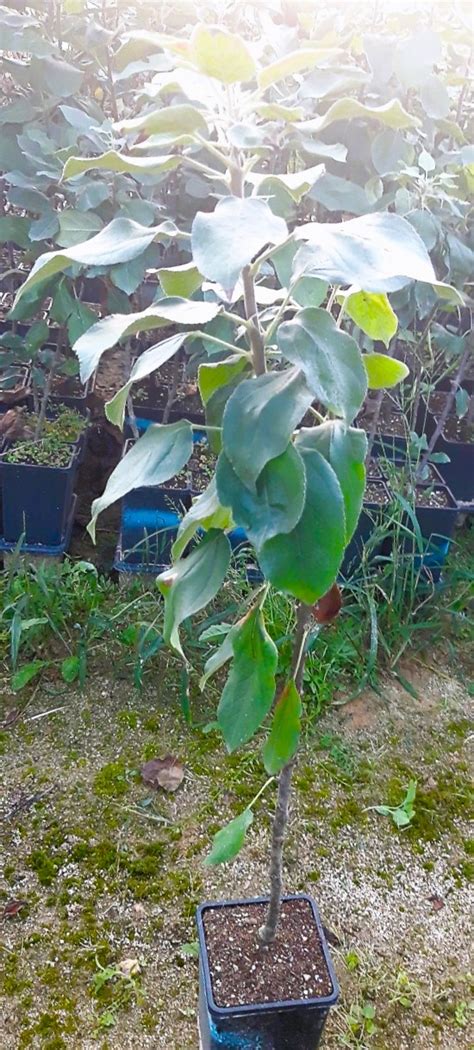 사과나무 묘목 기둥사과2년생분묘 사과나무 향수묘목농원