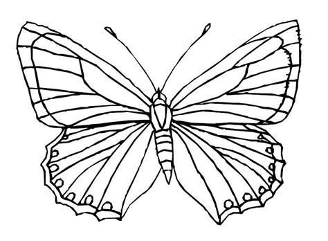 Butterfly Coloring Page
