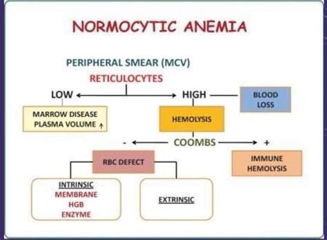 What Is The Cause Of Normocytic Anemia Flash Uganda Media