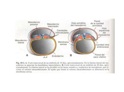 Embriologia Humana Cavidades Corporales
