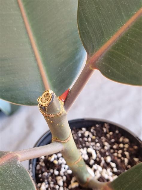 Ficus Elastica Propagating 1 Month First Cutting Going Well But Second Cutting From The Top