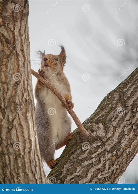 Squirrel Stands On Its Hind Legs Stock Image Image Of Looking Eyes