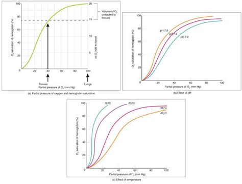 Unlocking The Mystery Of Drug Interactions The Role Of Plasma Protein Binding