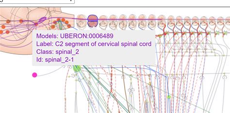 Removal Of Group Id Markers For Spinal Cord Segments · Issue 18