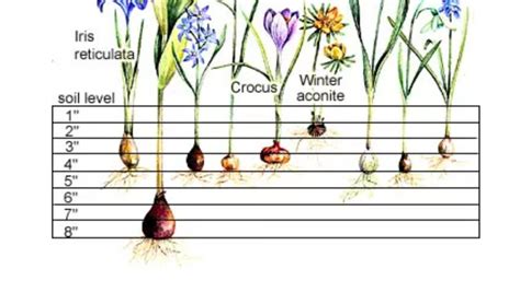 Bulb Plants Examples