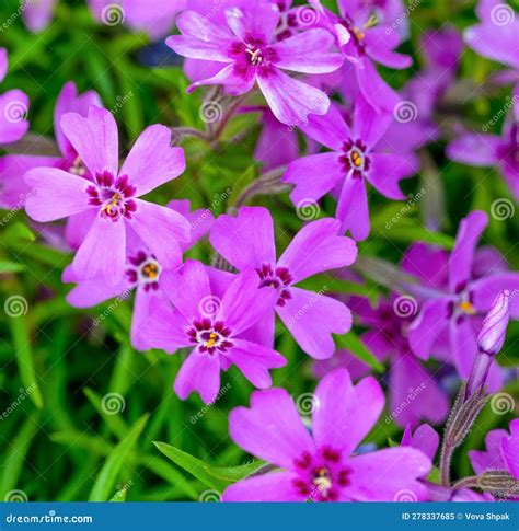 Pink Flowers In Green Grass Stock Image Image Of Wildflowers Nature
