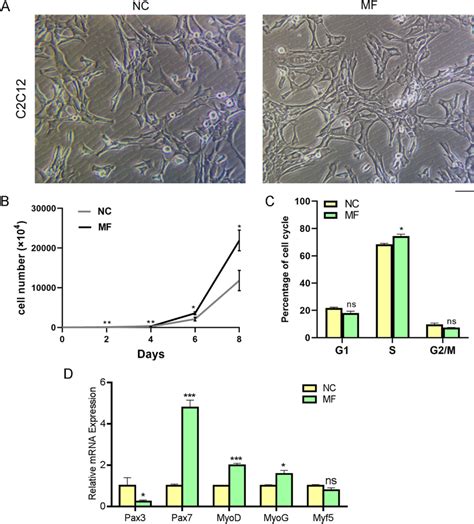 Smfs Promote The Proliferation Of C2c12 Myoblasts A Morphology Of Download Scientific Diagram